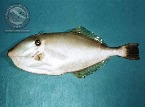 Asian Fisheries International – Your Seafood Business Partner!