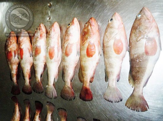 Asian Fisheries International – Your Seafood Business Partner!